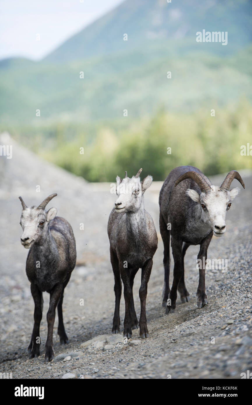 Male and Female Stone Sheep, Northern British Columbia, Canada Stock ...