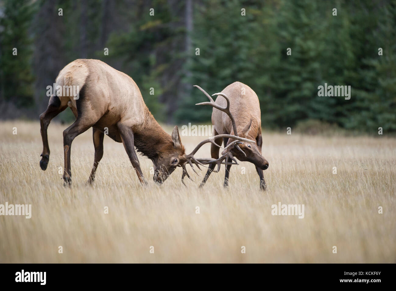 Male Elk, Cervus canadensis nelsoni, Rocky Mountains, Alberta, Canada ...