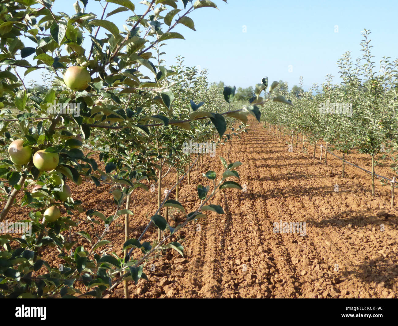 picture of a Young apple orchard. Rural concept Stock Photo - Alamy