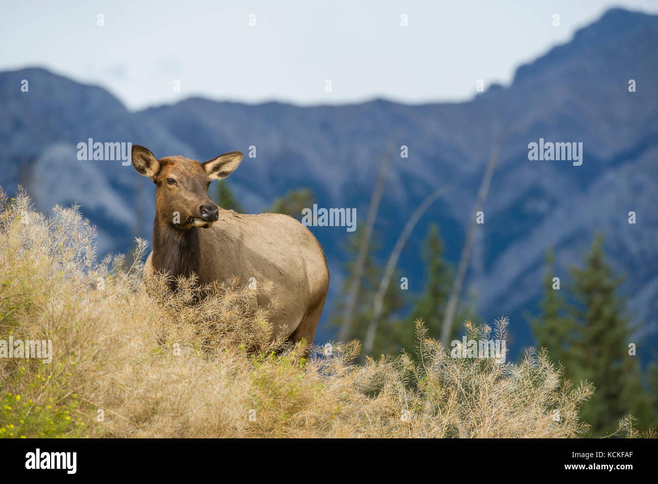 Female elk hi-res stock photography and images - Alamy