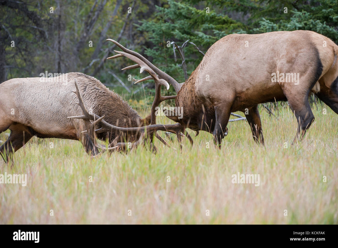 Male Elk, Cervus canadensis nelsoni, Rocky Mountains, Alberta, Canada ...