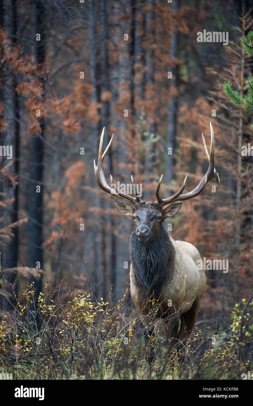 Male Elk, Cervus canadensis nelsoni, Rocky Mountains, Alberta, Canada ...