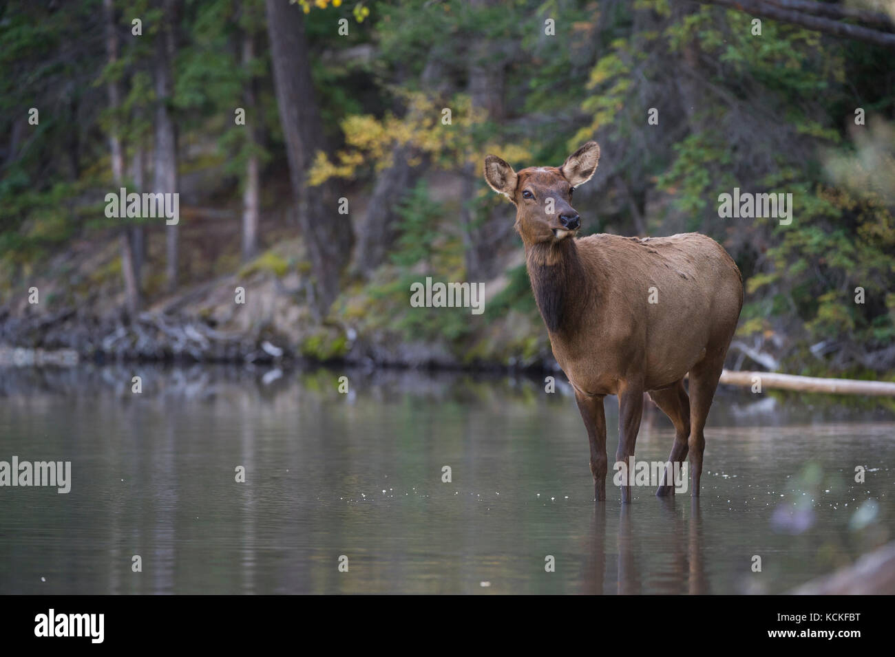 Female Elk, Cervus canadensis nelsoni, Rocky Mountains, Alberta, Canada ...