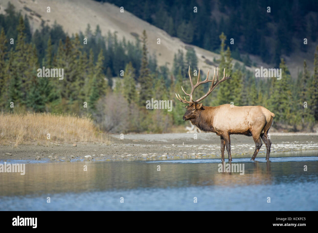 Male Elk, Cervus canadensis nelsoni, Rocky Mountains, Alberta, Canada ...