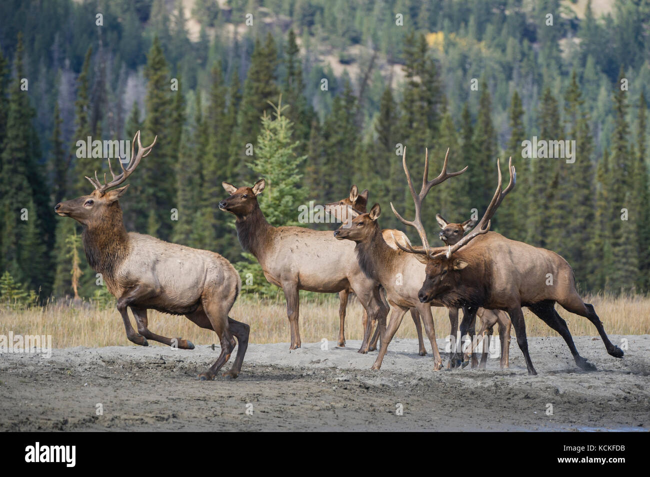 Male and Female Elk, Cervus canadensis nelsoni, Rocky Mountains ...