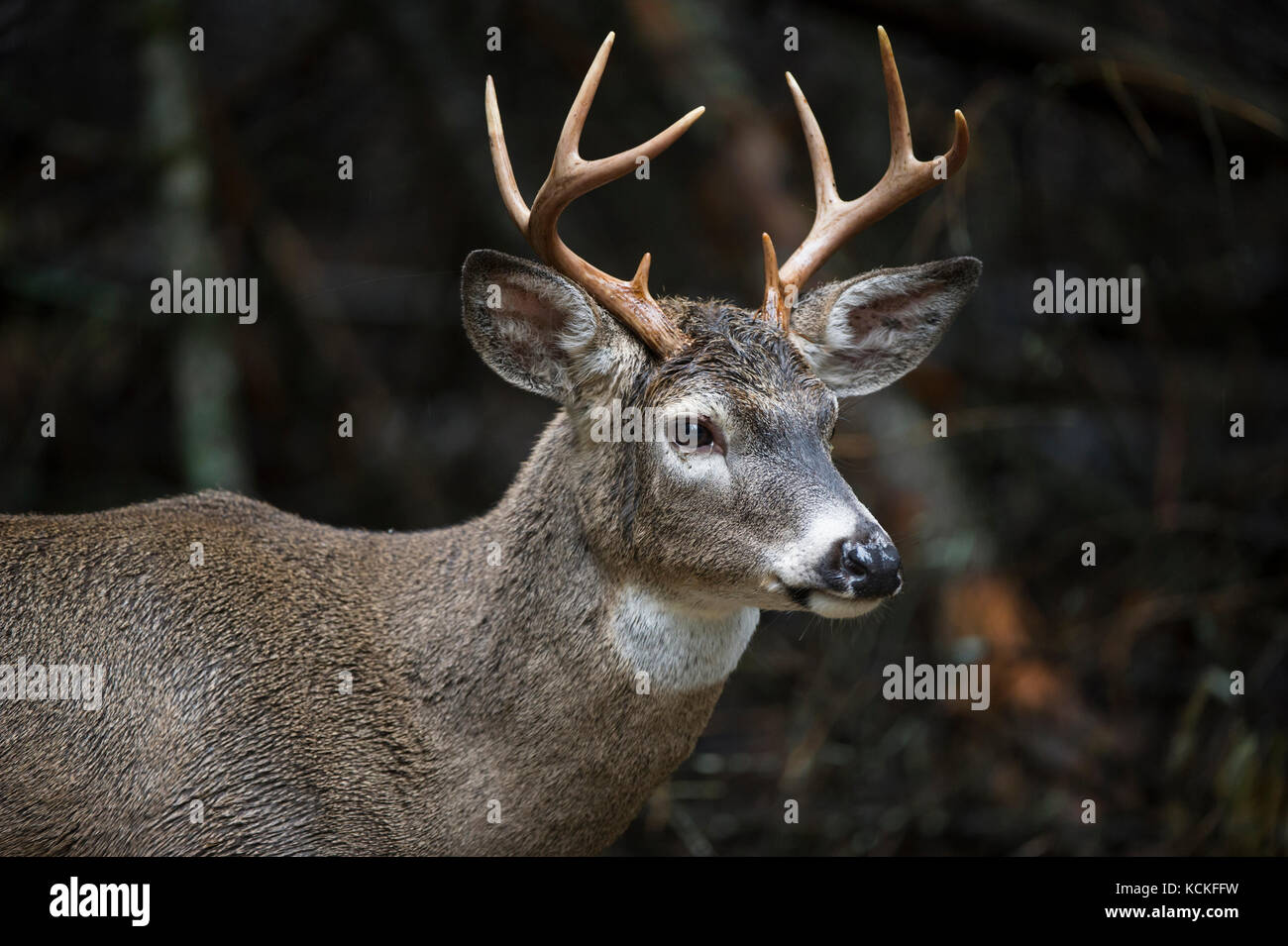 Whitetail deer side view hi-res stock photography and images - Alamy