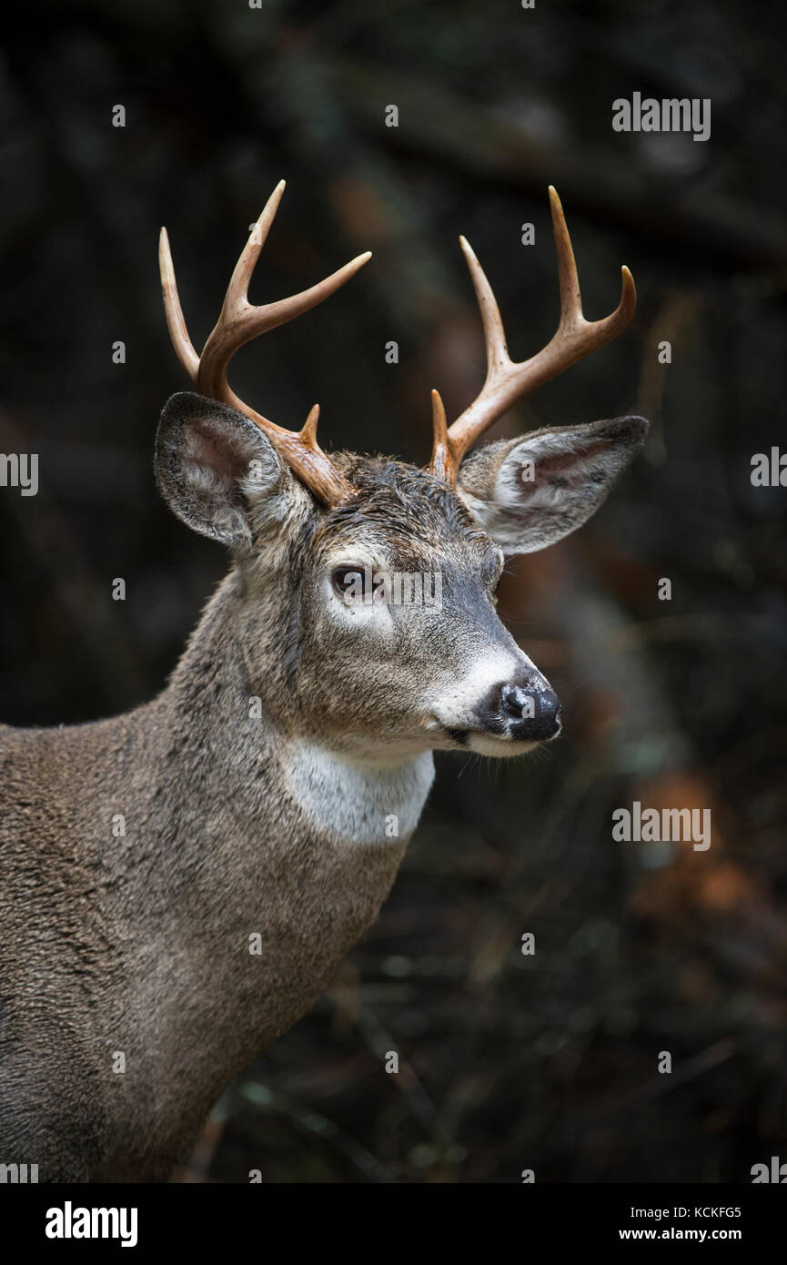 Whitetail deer side view hi-res stock photography and images - Alamy