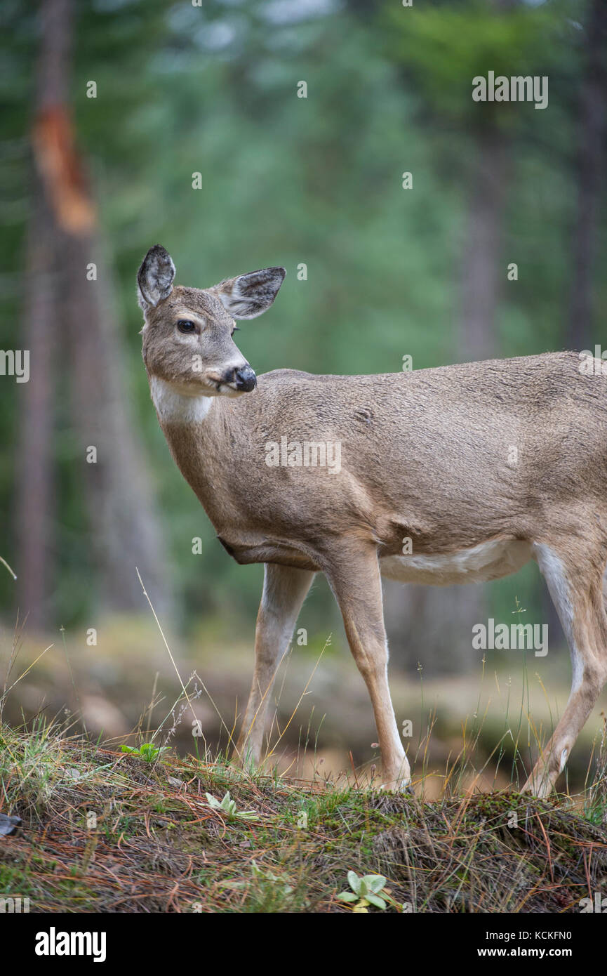 Female White Tailed Deer