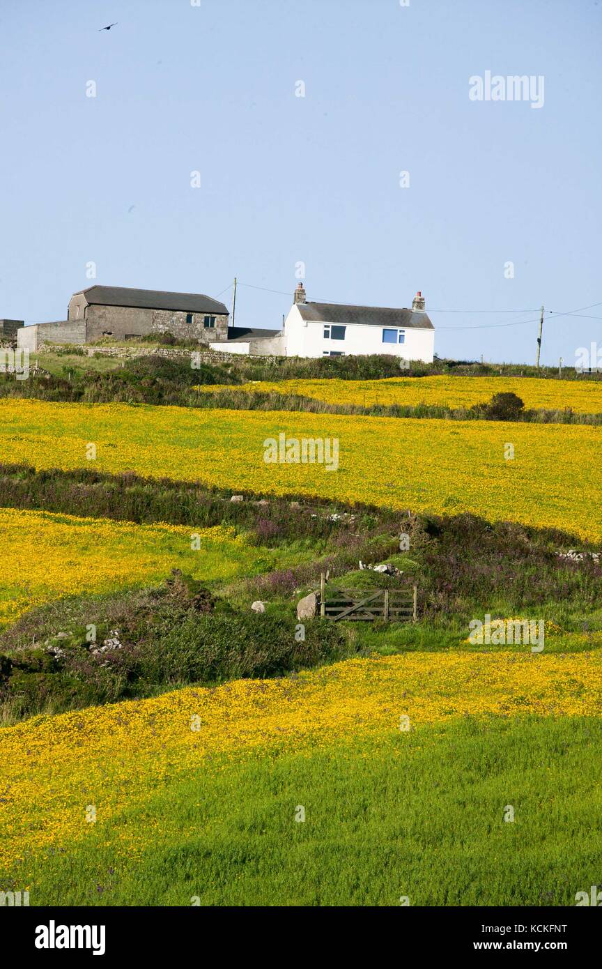 Cornish Farm with Cornish hedges and Corn Marigold Chrysanthemum ...