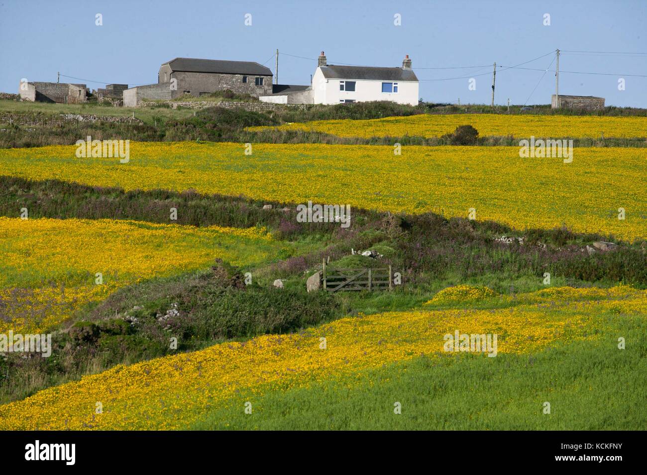 Cornish Farm with Cornish hedges and Corn Marigold Chrysanthemum ...