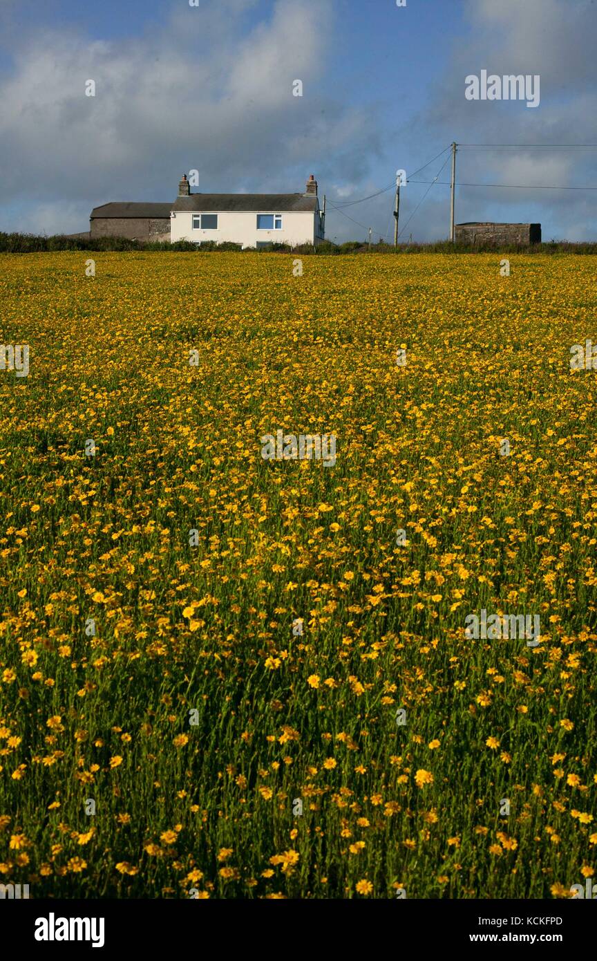 Cornish Farm with Cornish hedges and Corn Marigold Chrysanthemum ...