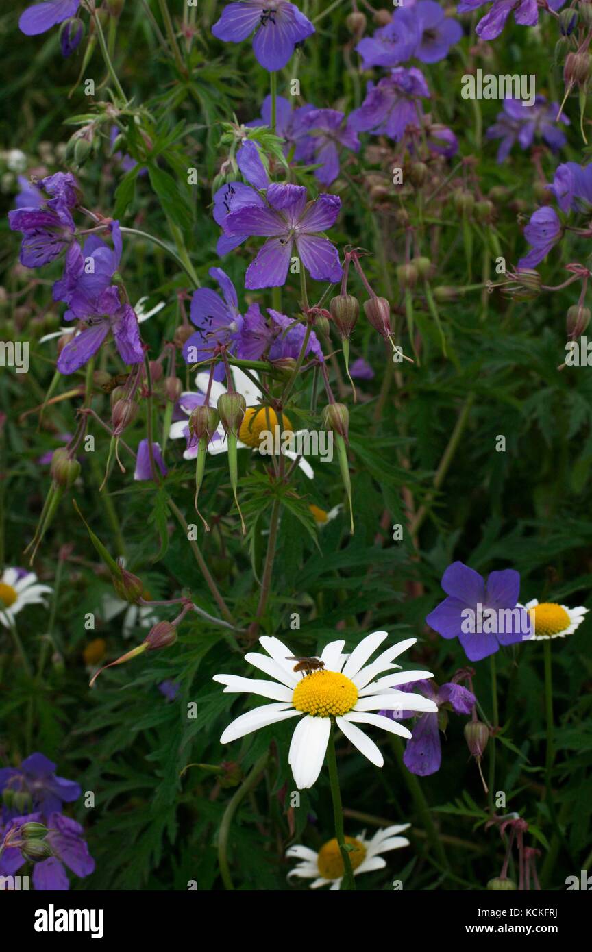 Ox Eye Daisy ( Leucanthemum vulgare) and Meadow Cranesbill ( Geranium ...