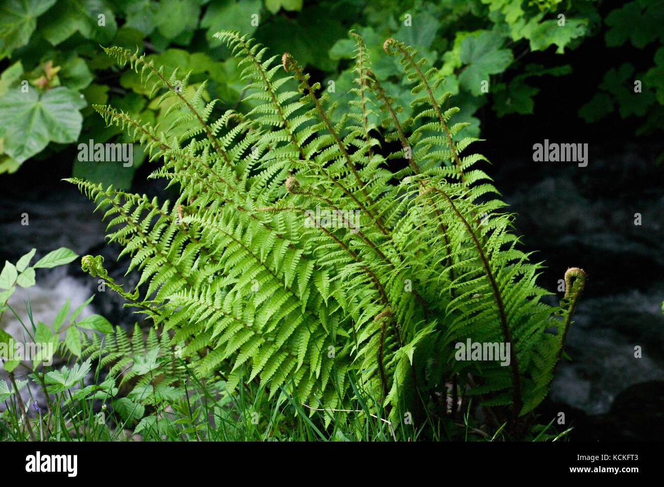 Male Fern (Dryopteris felix mas Stock Photo - Alamy