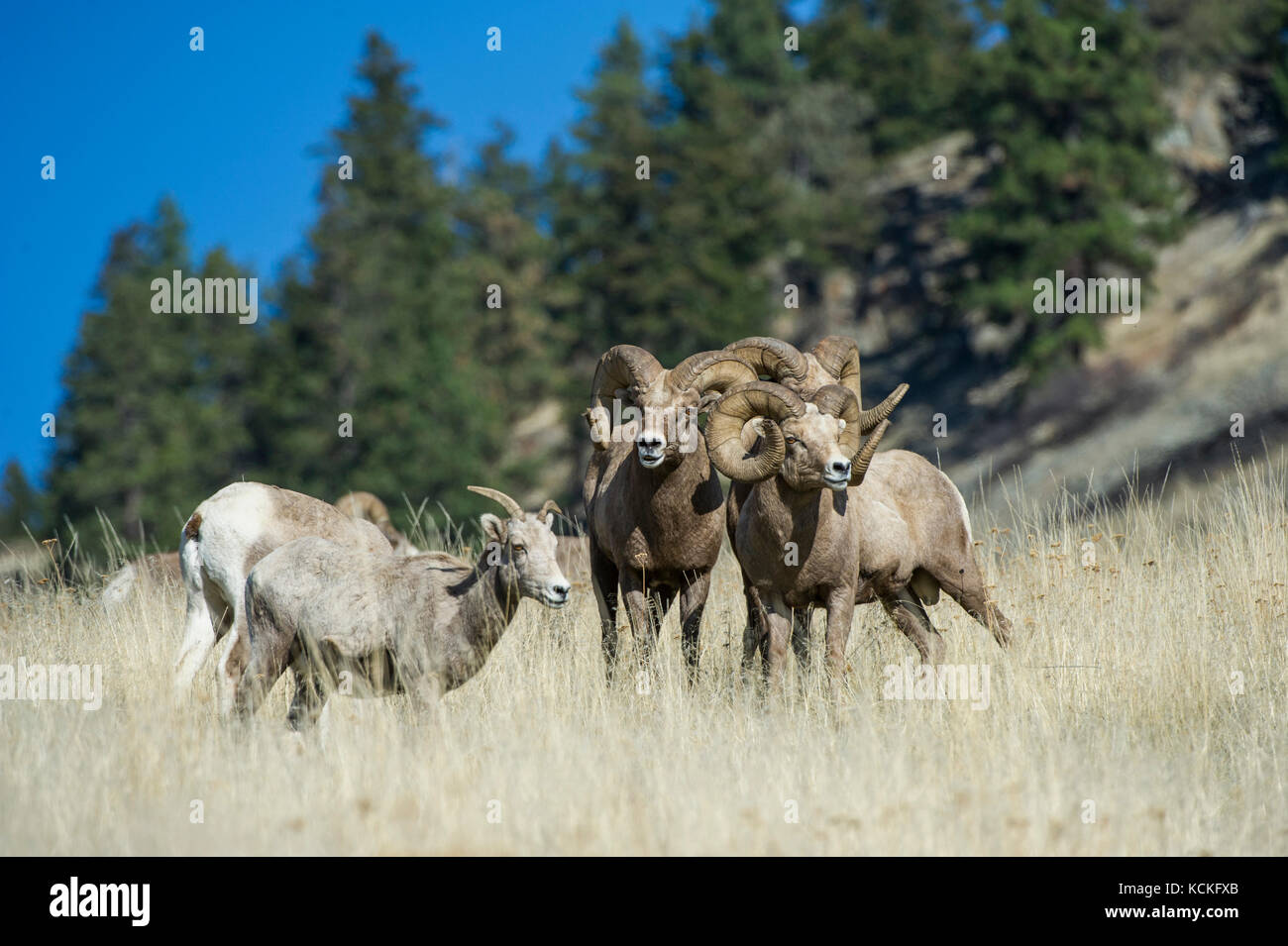 Male and Female Bighorn Sheep, Ovis canadensis, Central Montana, USA ...