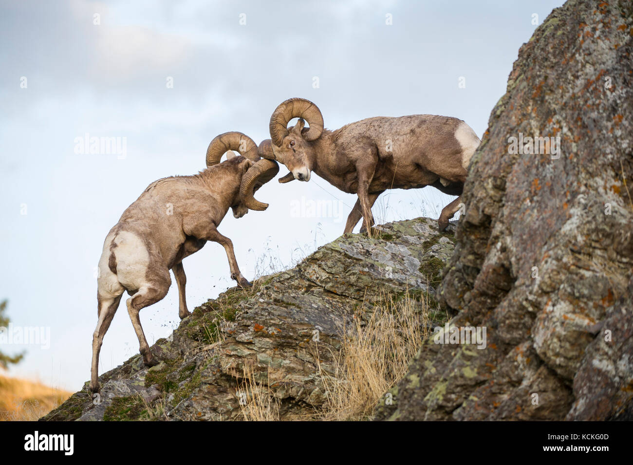 Carneros Peleando Carneros Images – Browse 438 Stock Photos,