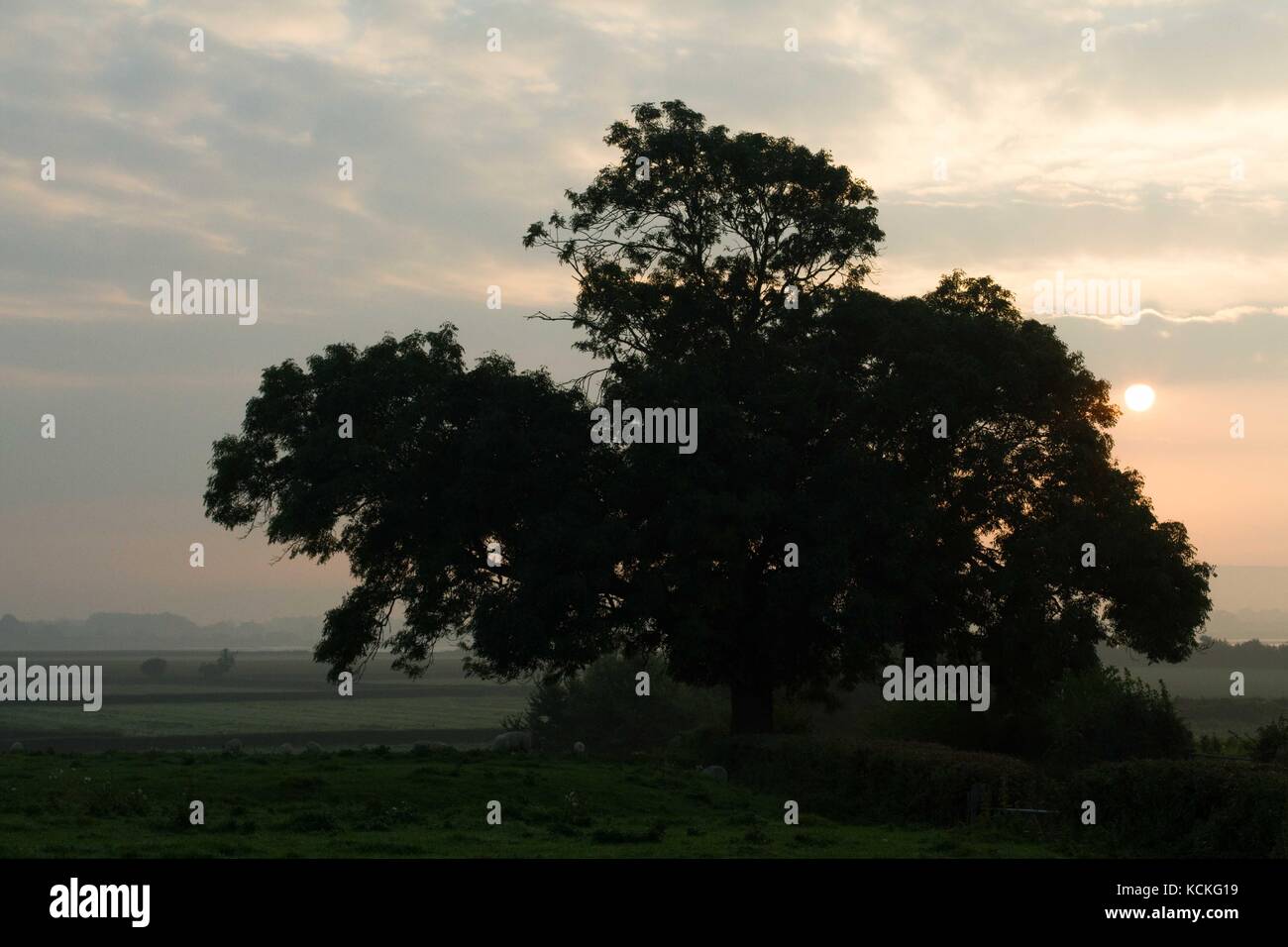 Ash Tree ( Fraxinus excelsior) , in silouhetteat dawn in the River ...