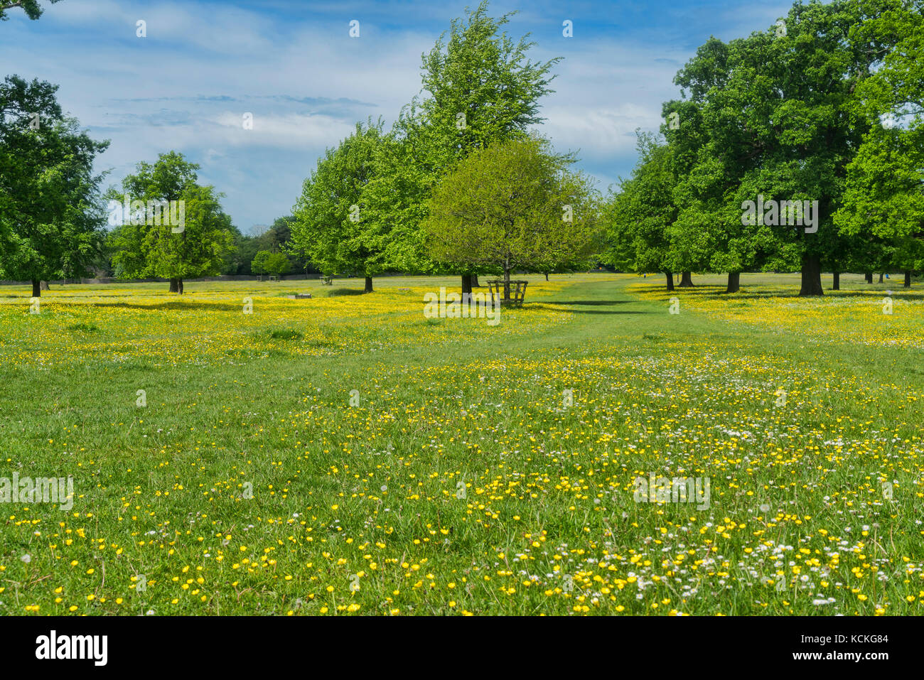 Buttercup meadow, Minchinhampton Common, Gloucestershire; England, UK ...
