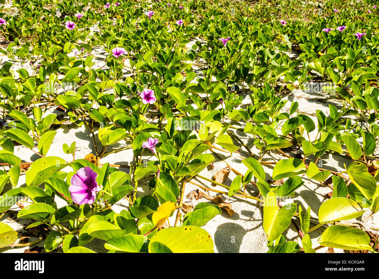 Sandbank vegetation known as Beach Morning Glory or Goat's Foot ...