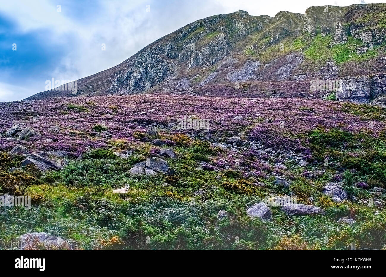 Gap of Dunloe in Ireland view of fells, rocks and Heather Fields Stock ...