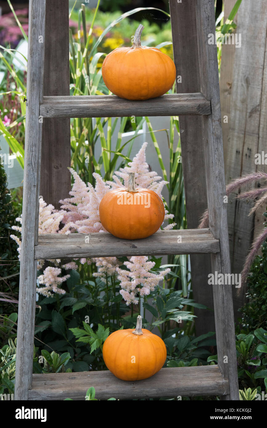 Pumpkins on a ladder at an Autumn Show. UK Stock Photo - Alamy