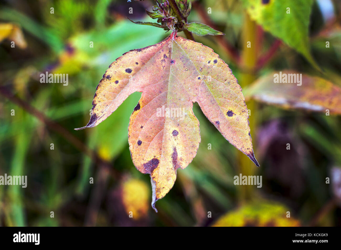 Withered autumn leaf Stock Photo - Alamy