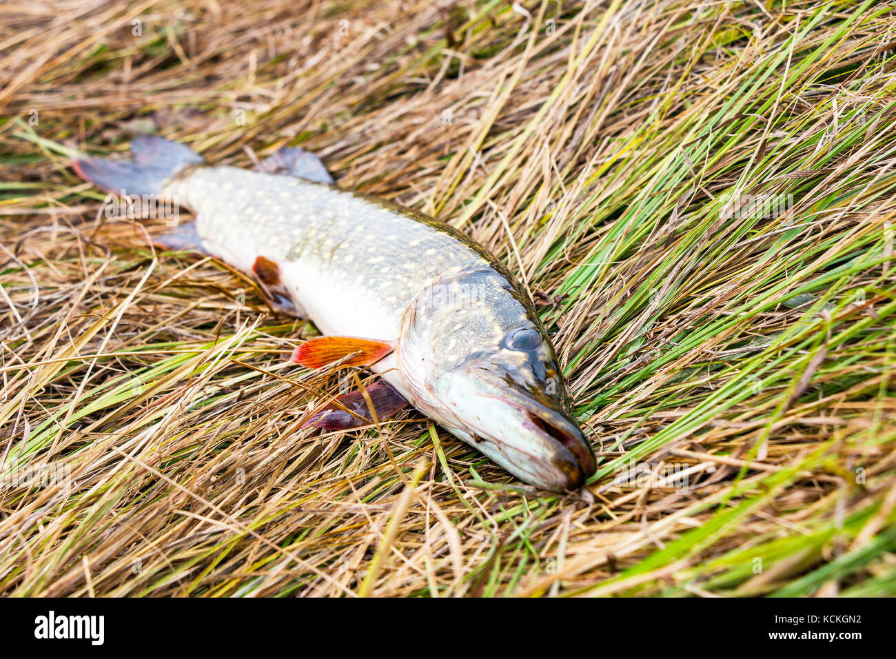 European pike on the autumn grass Stock Photo - Alamy