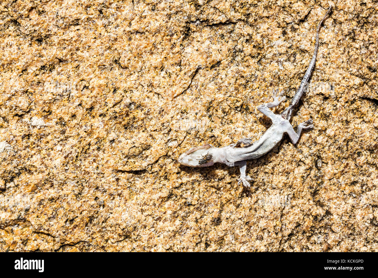 Dead lizard with a fly on its head on a rock at Acores Beach ...