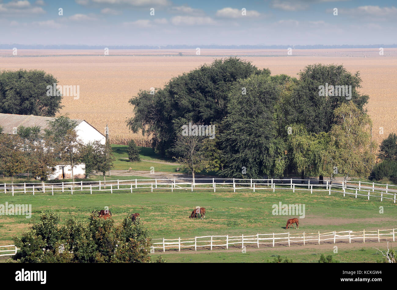 horses in corral on farm rural landscape Stock Photo - Alamy