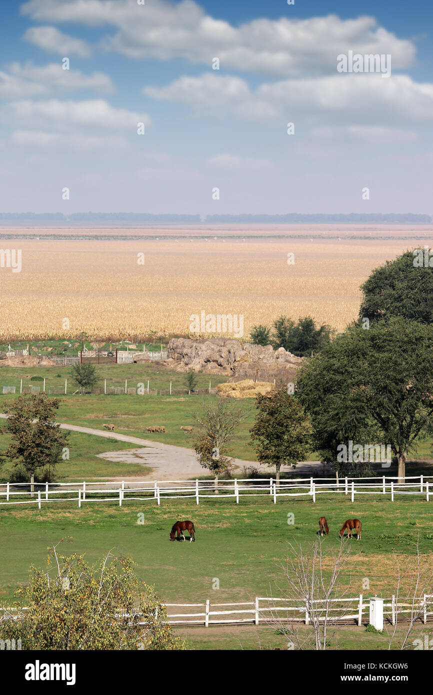 horses on farm rural landscape Stock Photo - Alamy