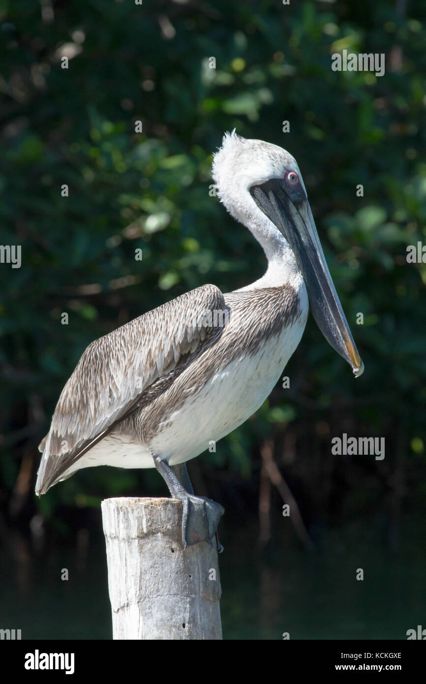 Brown Pelican standing on jetty post against dark green bushes, Caye ...
