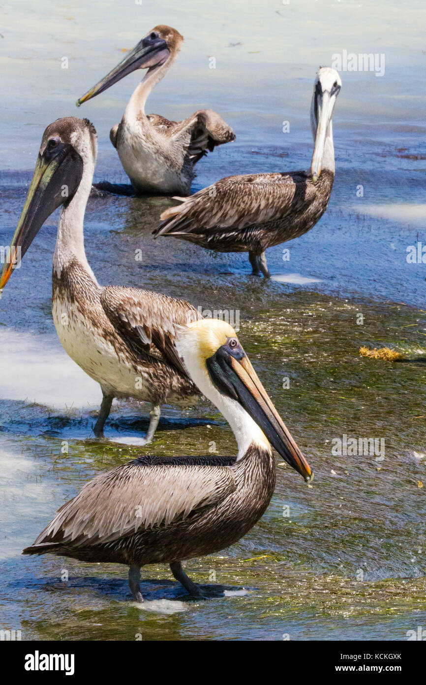 Brown Pelicans standing at waters edge amongst the sea grass, Caye ...