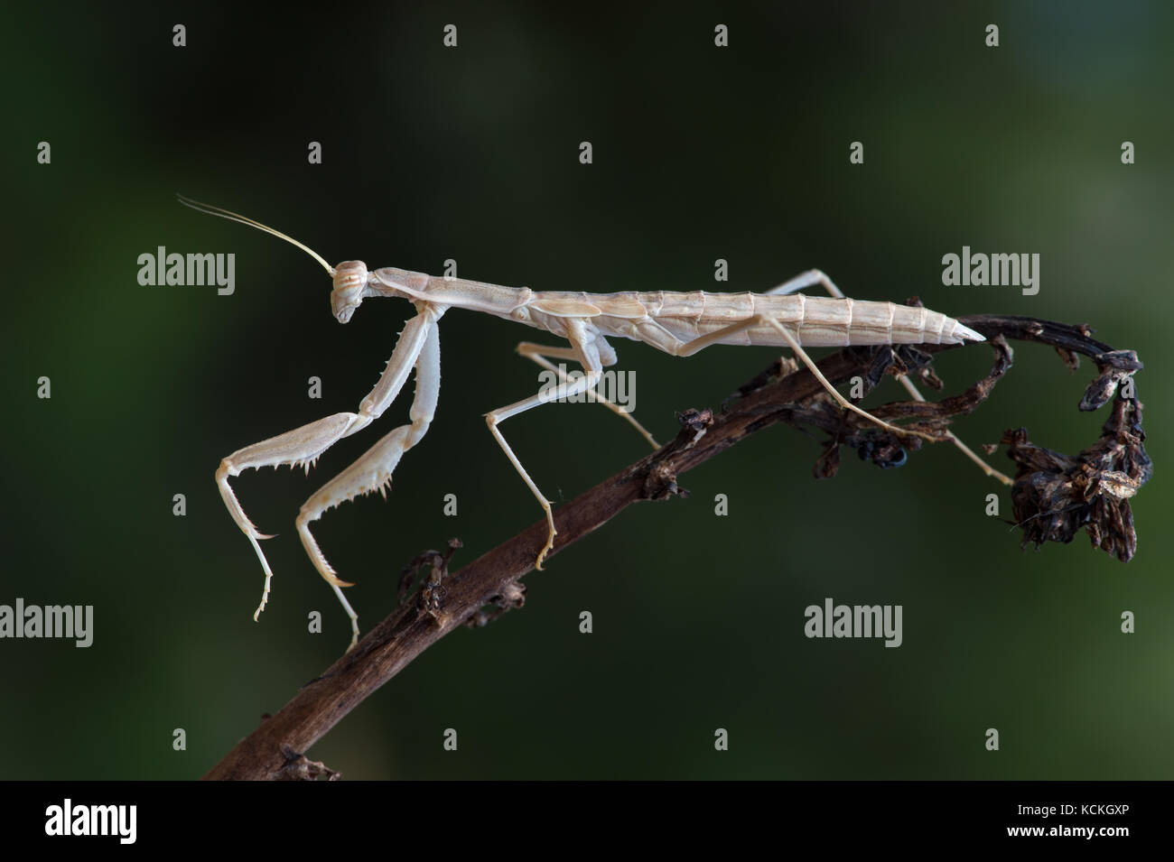 Praying mantis greece hi-res stock photography and images - Alamy