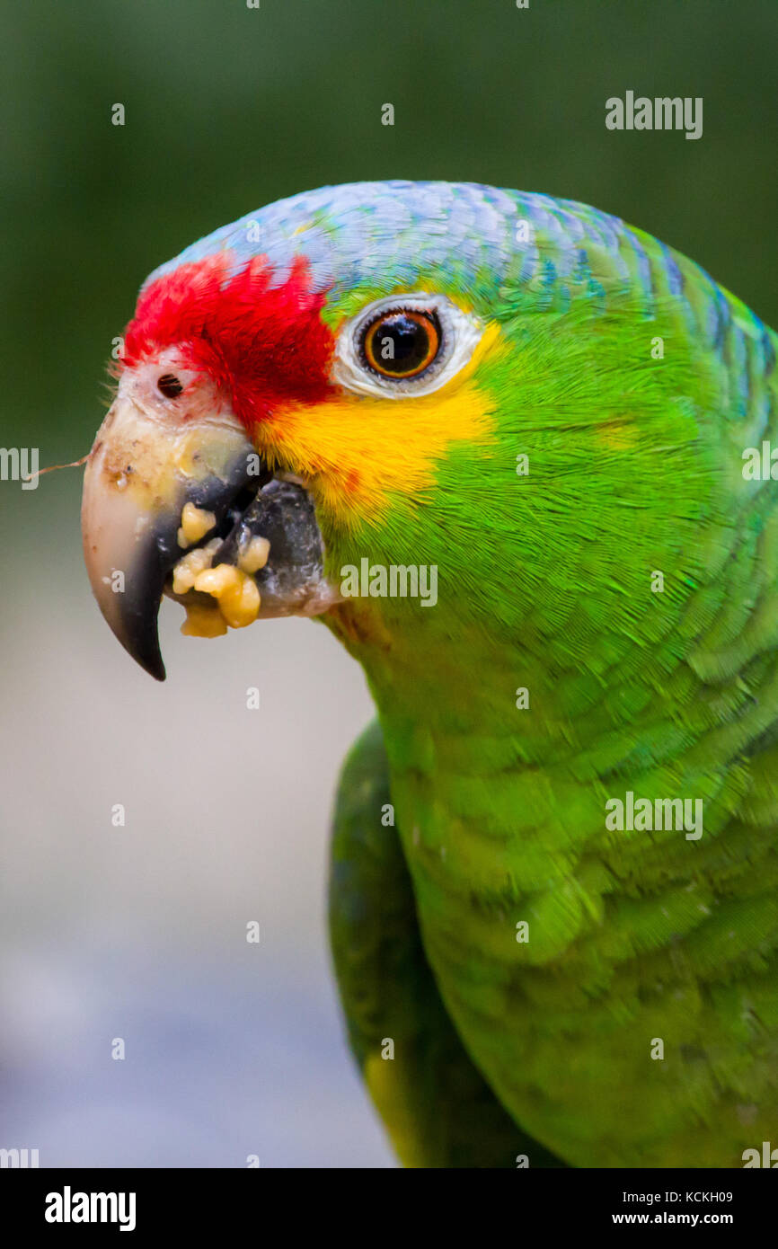 Red-Lored Amazon Parrot (Yellow Cheek Amazon) eating a banana, Mexico ...