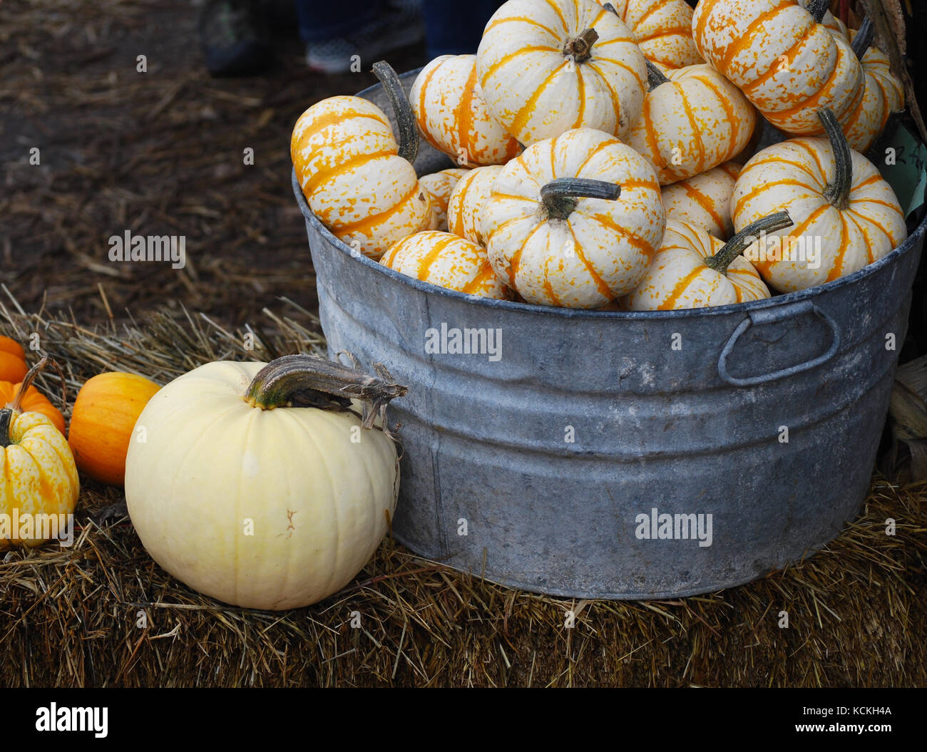 Galvanized bucket filled with mini pumpkins on a bale of straw Stock ...