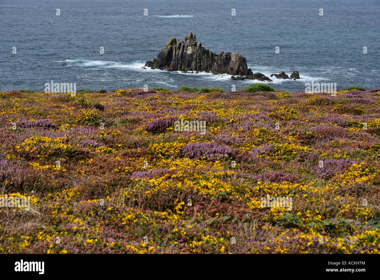 Gorse and heather covered Clifftop at Land's End, Cornwall, looking ...