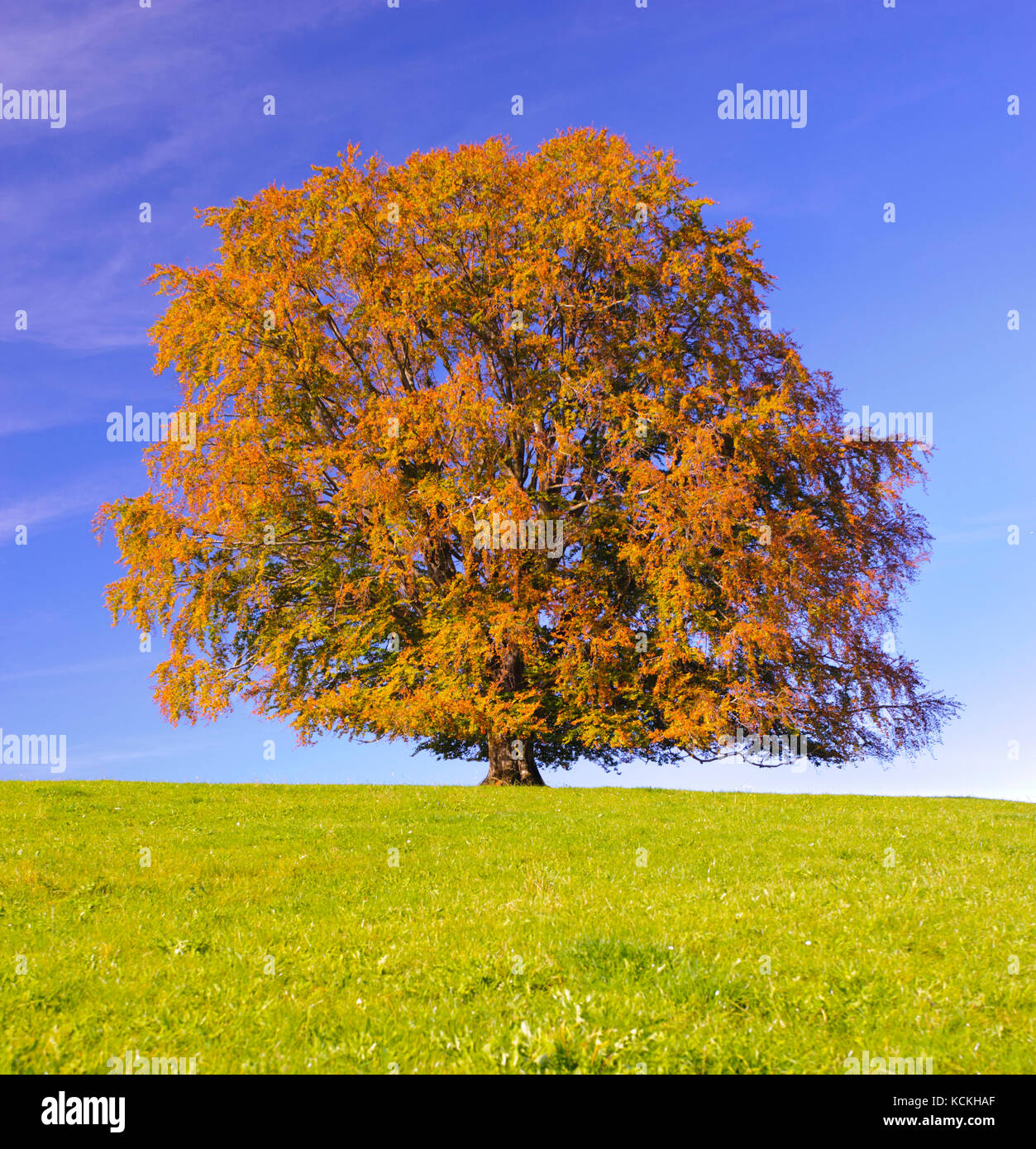 Fall foliage beech tree hi-res stock photography and images - Alamy