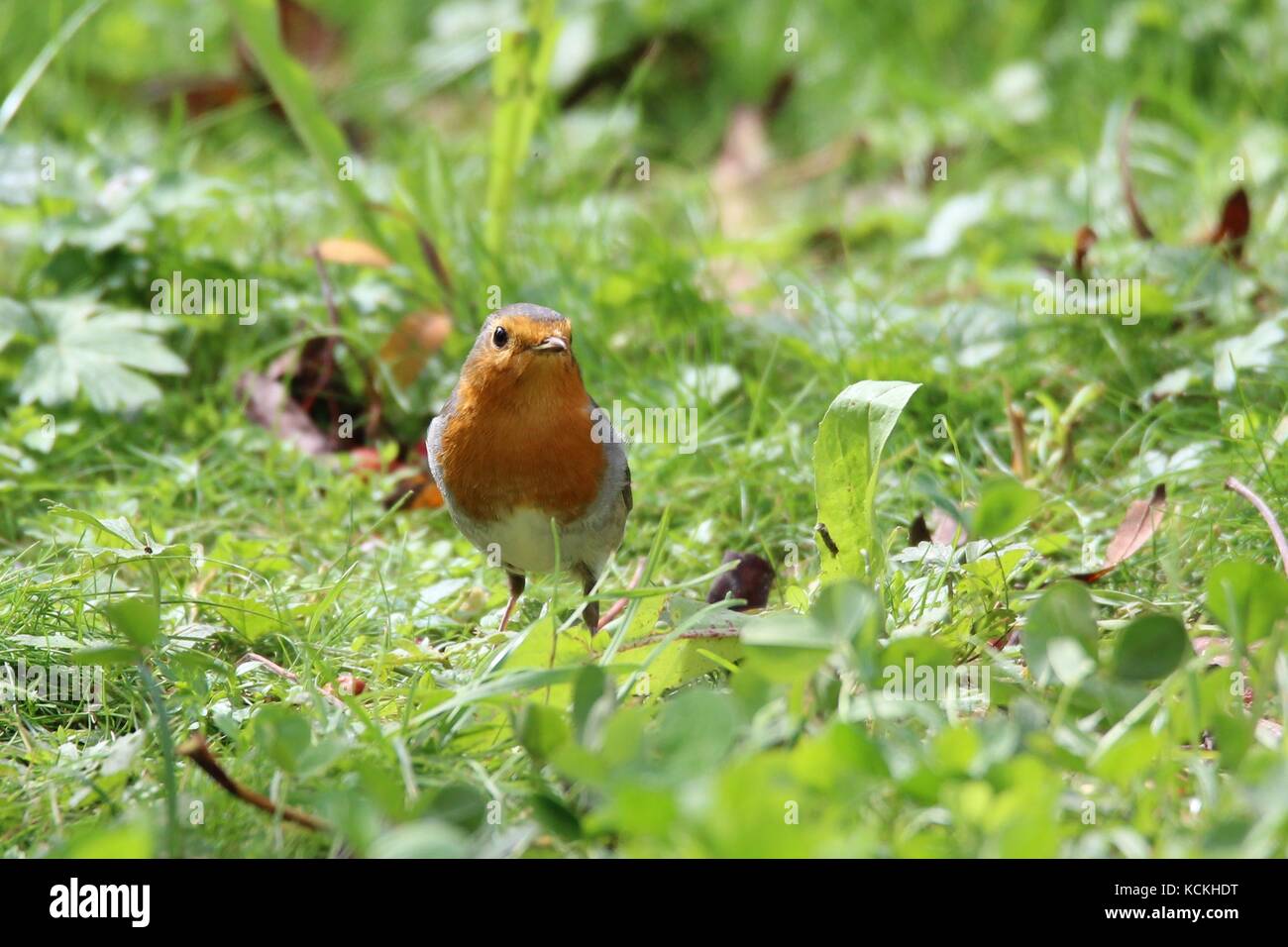 Robin in the green grass Stock Photo - Alamy