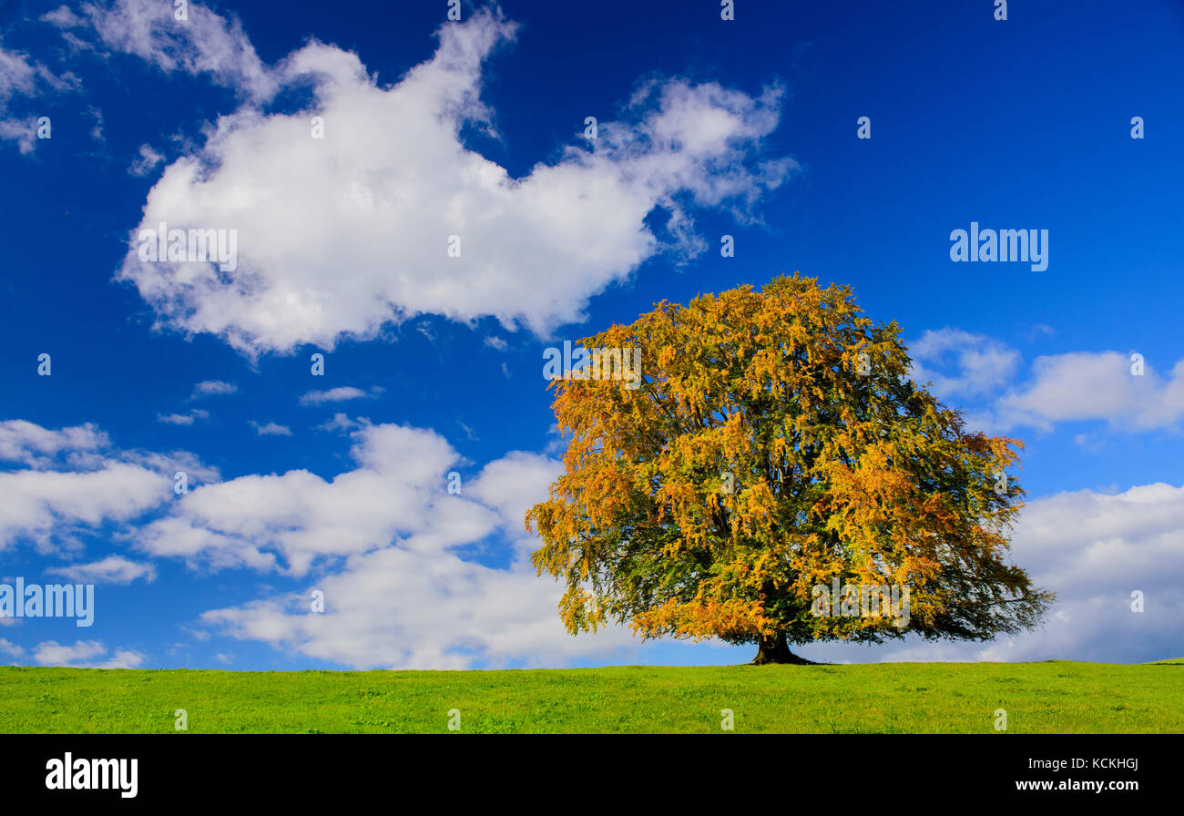 Single big beech tree with wonderful color at fall Stock Photo - Alamy