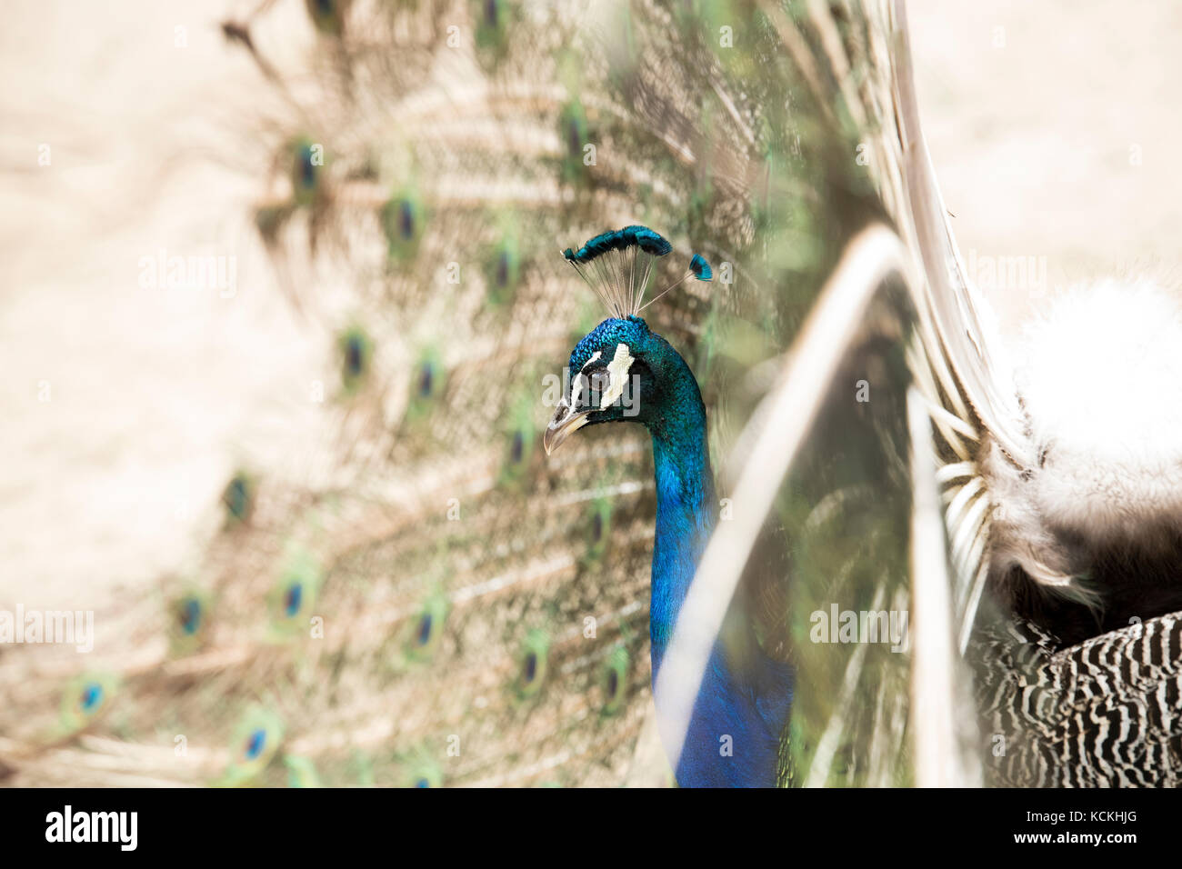 Peacock side view hi-res stock photography and images - Alamy