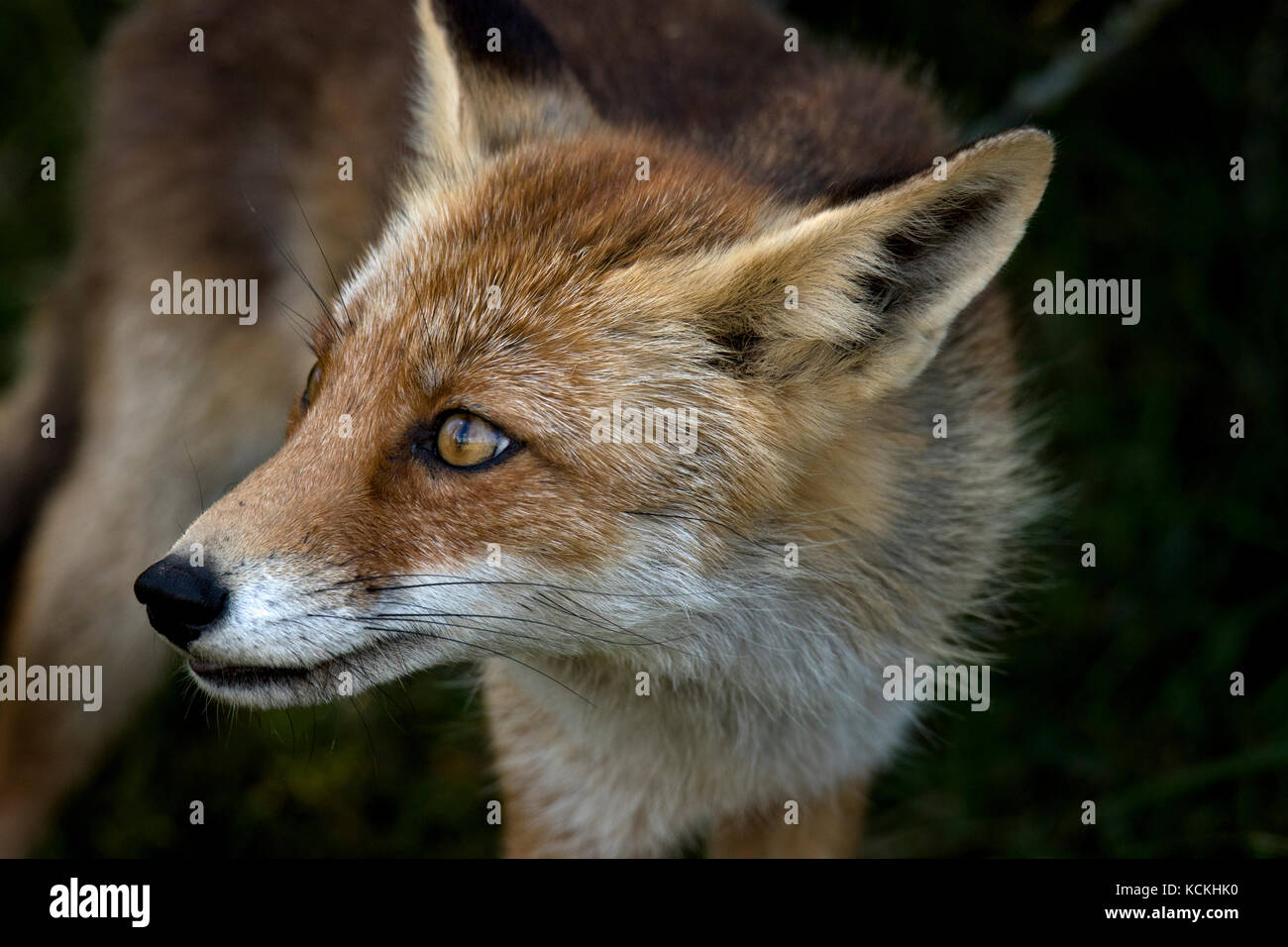 Red fox, close-up head Stock Photo - Alamy