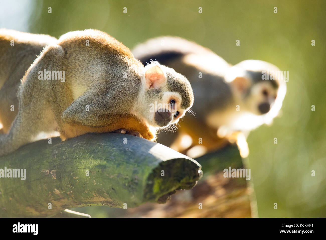 Baby squirrel monkey hi-res stock photography and images - Alamy