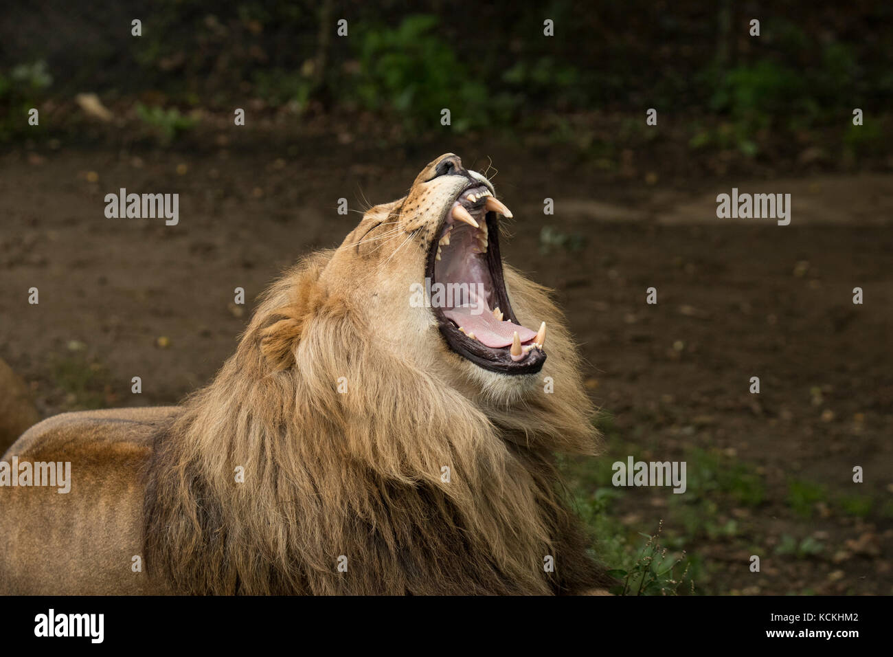 Roaring lion, headshot Stock Photo - Alamy