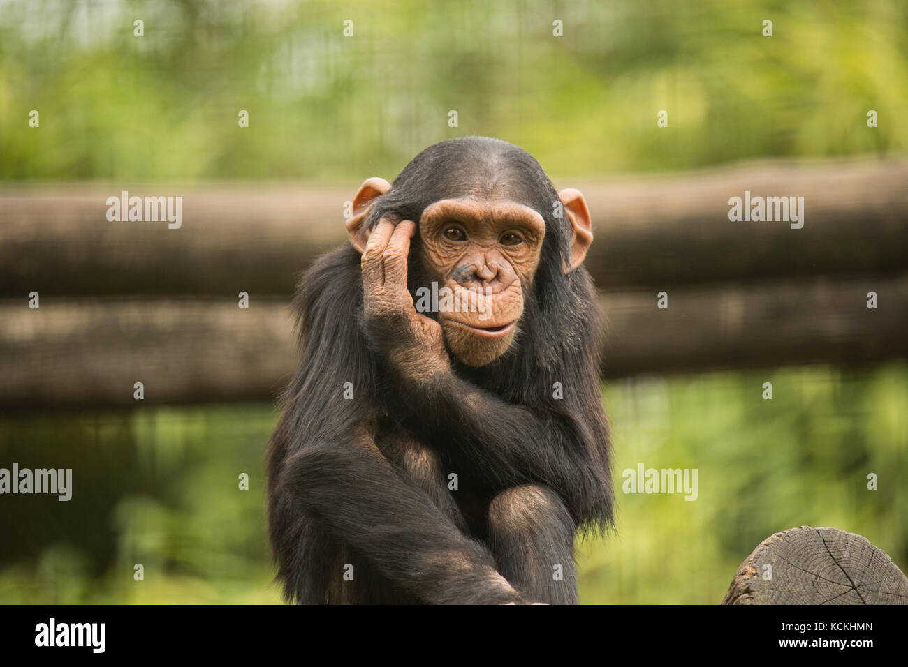 Young chimpanzee looking in camera Stock Photo - Alamy