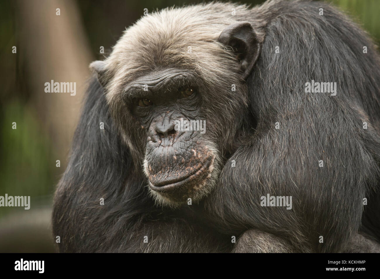 Old chimpanzee hi-res stock photography and images - Alamy