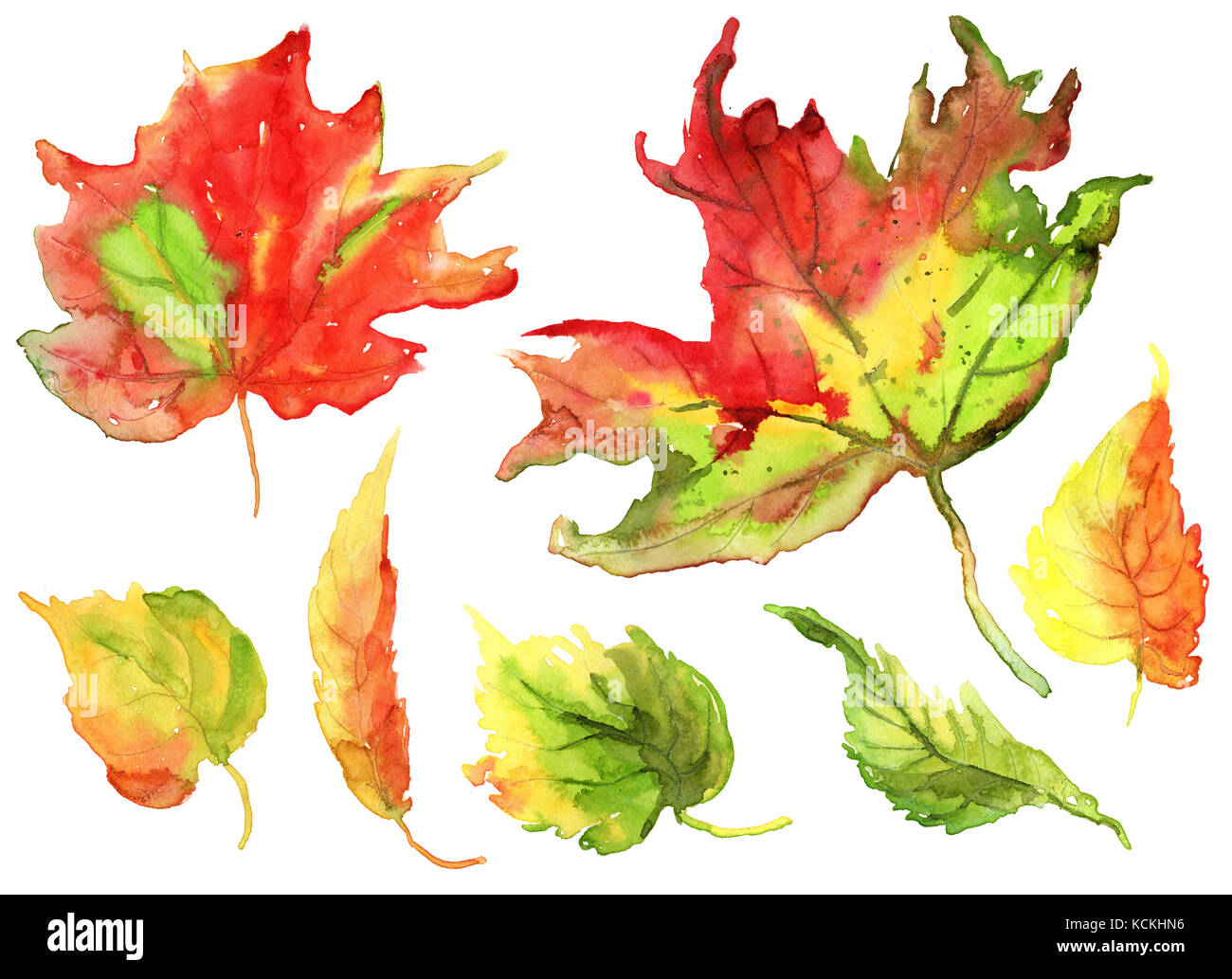 Hand drawing watercolor yellow autumn birch leaves Stock Photo - Alamy