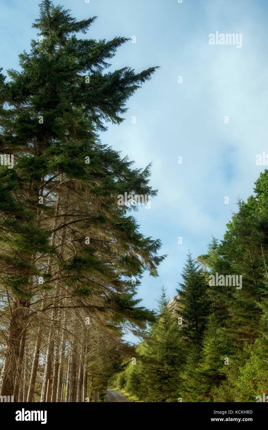 Tall pine trees alongside a road in Wester Ross, Scotland, UK Stock ...