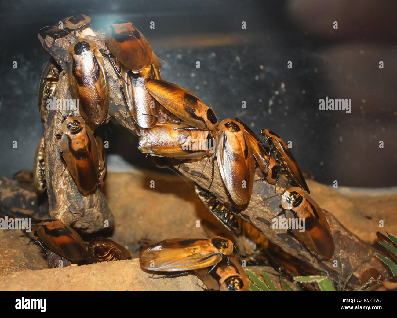 Blaberus hi-res stock photography and images - Alamy