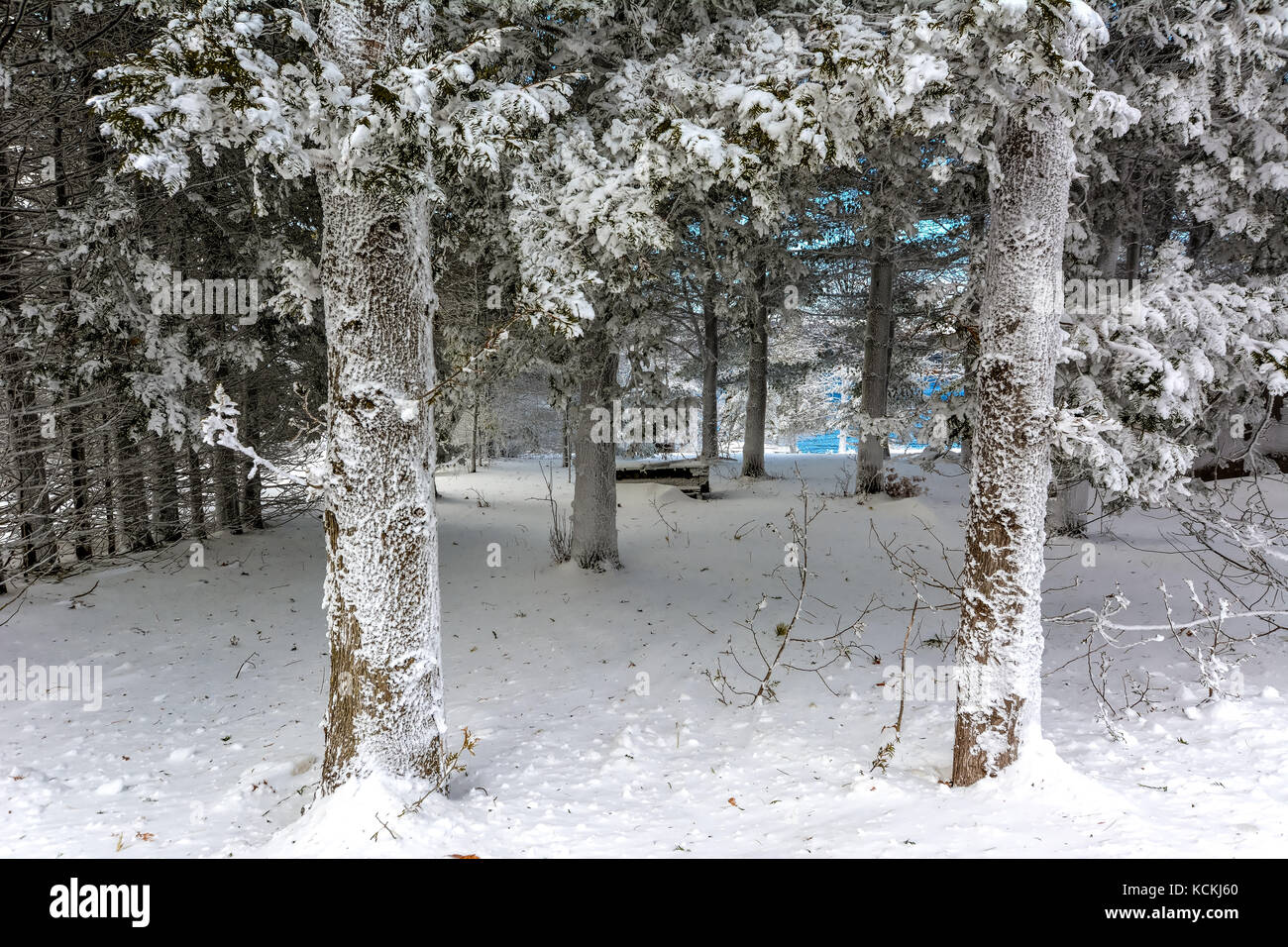 Winter Trees after a snowfall Stock Photo - Alamy