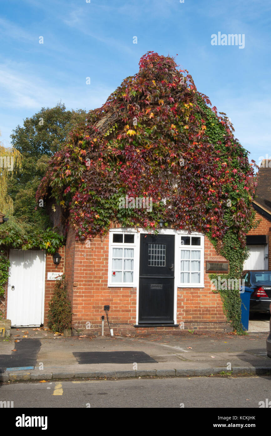 Cottage half-covered with colourful creeper showing autumn colours in ...