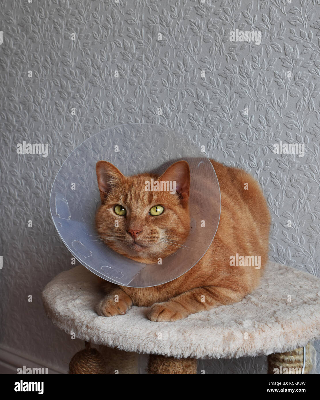 Injured cat hi-res stock photography and images - Alamy